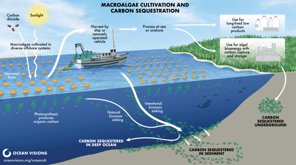 The underwater Amazon: Kelp forests are crucial to the fight against ...