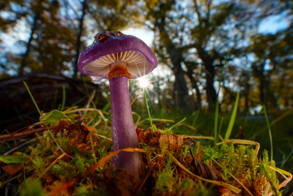 The underground network: Prehistoric fungi feed the world’s plants and ...
